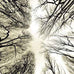 Trees forest ceiling decal mural stickers, self-adhesive murals ...